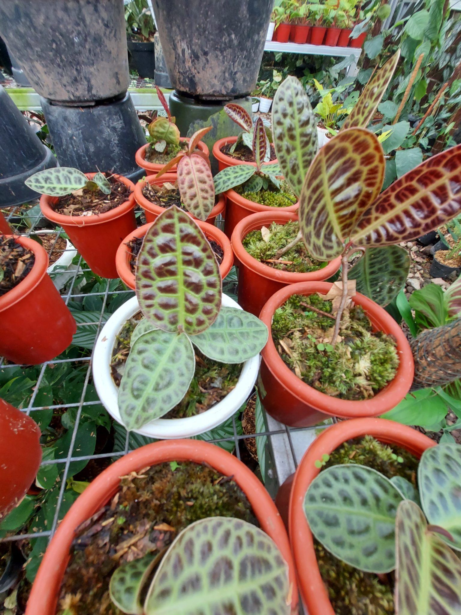 Labisia Turtle Back – Bina Tropicals