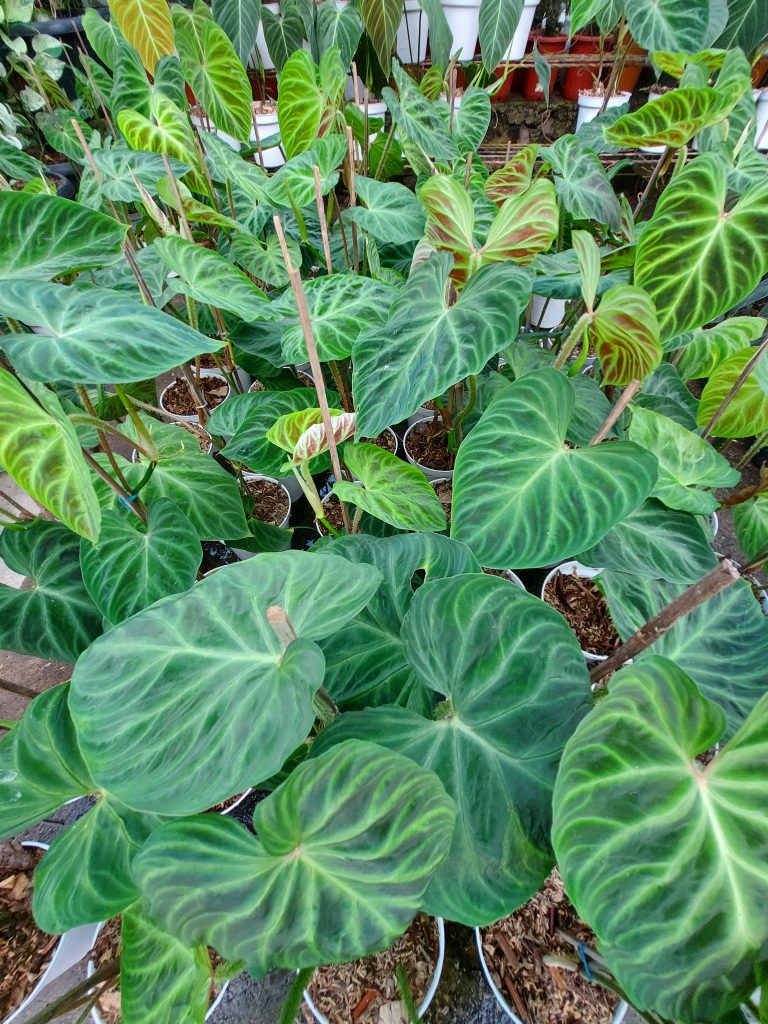 Philodendron verrucosum – Bina Tropicals