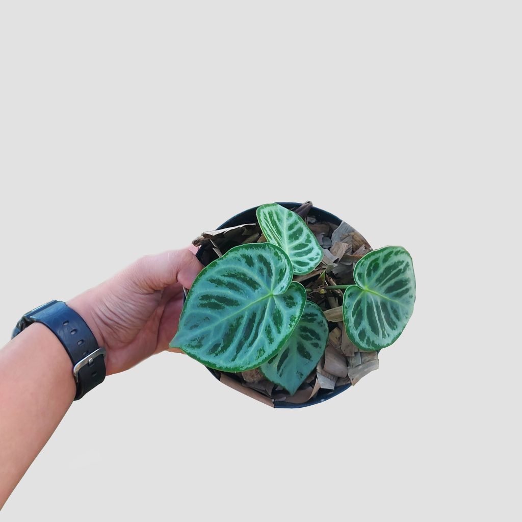 Anthurium dorayaki silver blush – Bina Tropicals