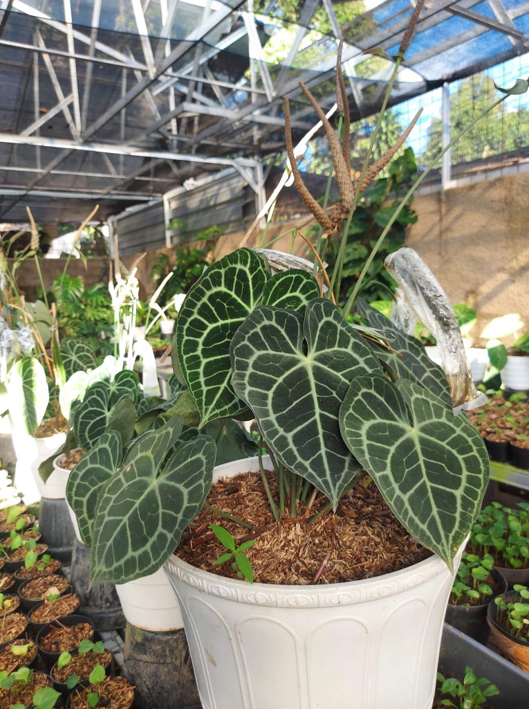 Anthurium Clarinervium – Bina Tropicals