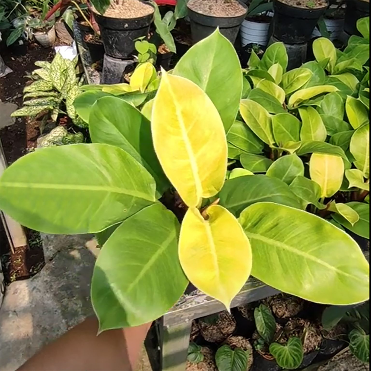 Philodendron Moonlight – Bina Tropicals