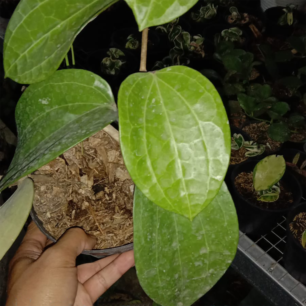 Hoya Glabra borneo – Bina Tropicals