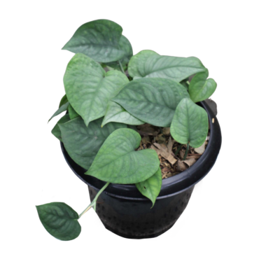 Scindapsus – Bina Tropicals